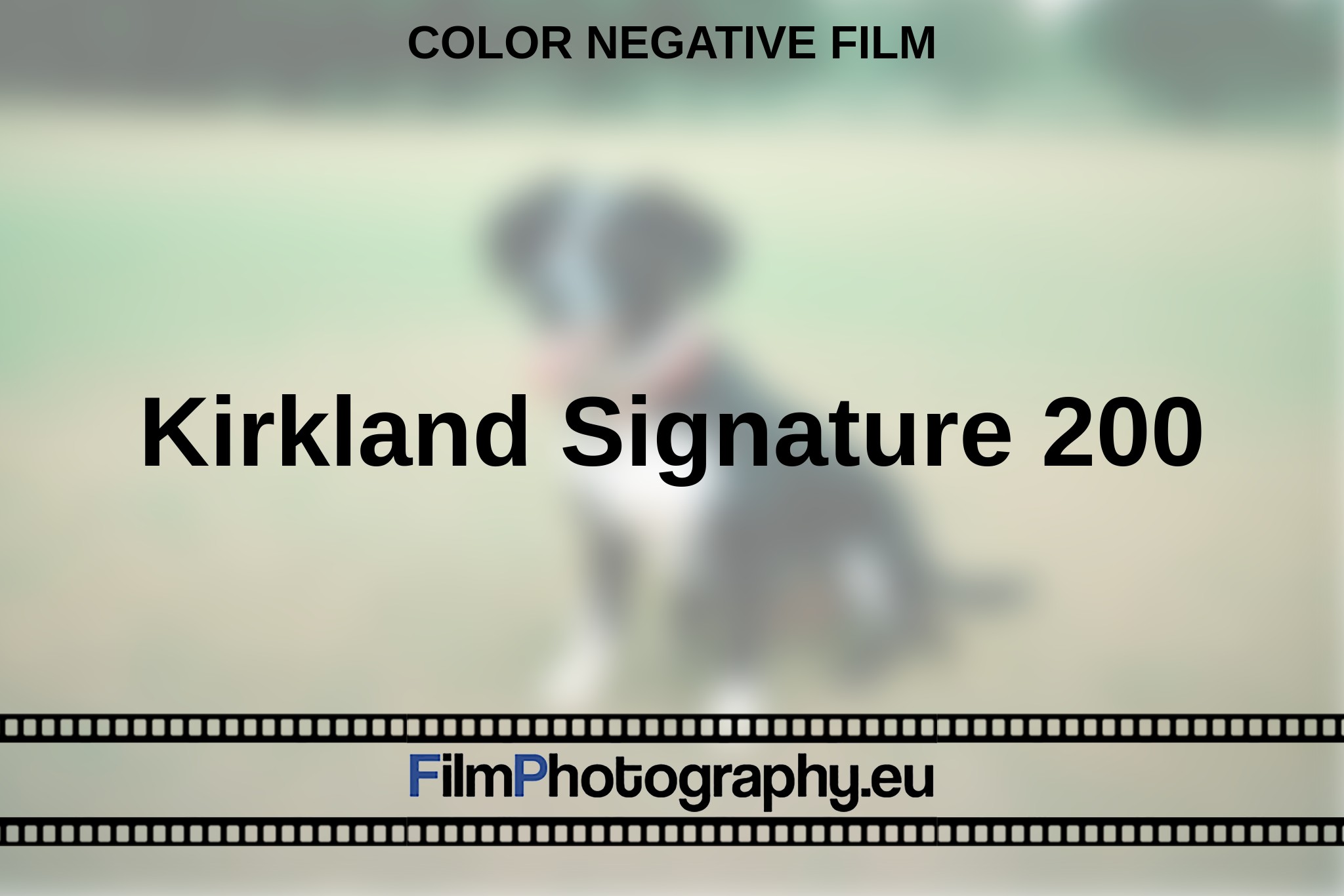Tesco Value Colour Film 200 - Background information on the films