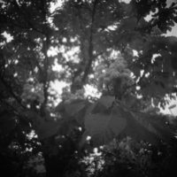 Diana F+ - Everything you need to know about the Lomography camera