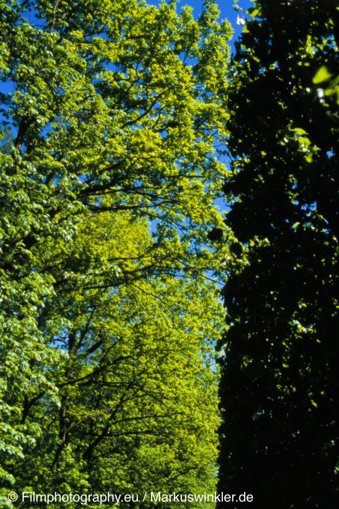 Fujifilm Velvia 100 | Guide for the film